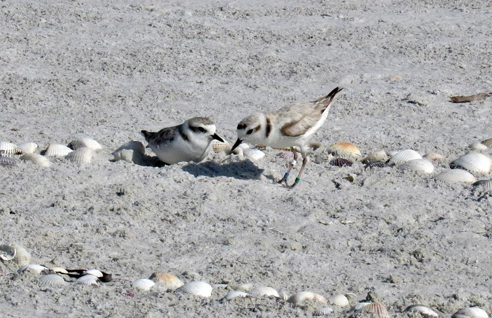 Shorebird nesting season underway - SANIBEL-CAPTIVA - Island Reporter ...
